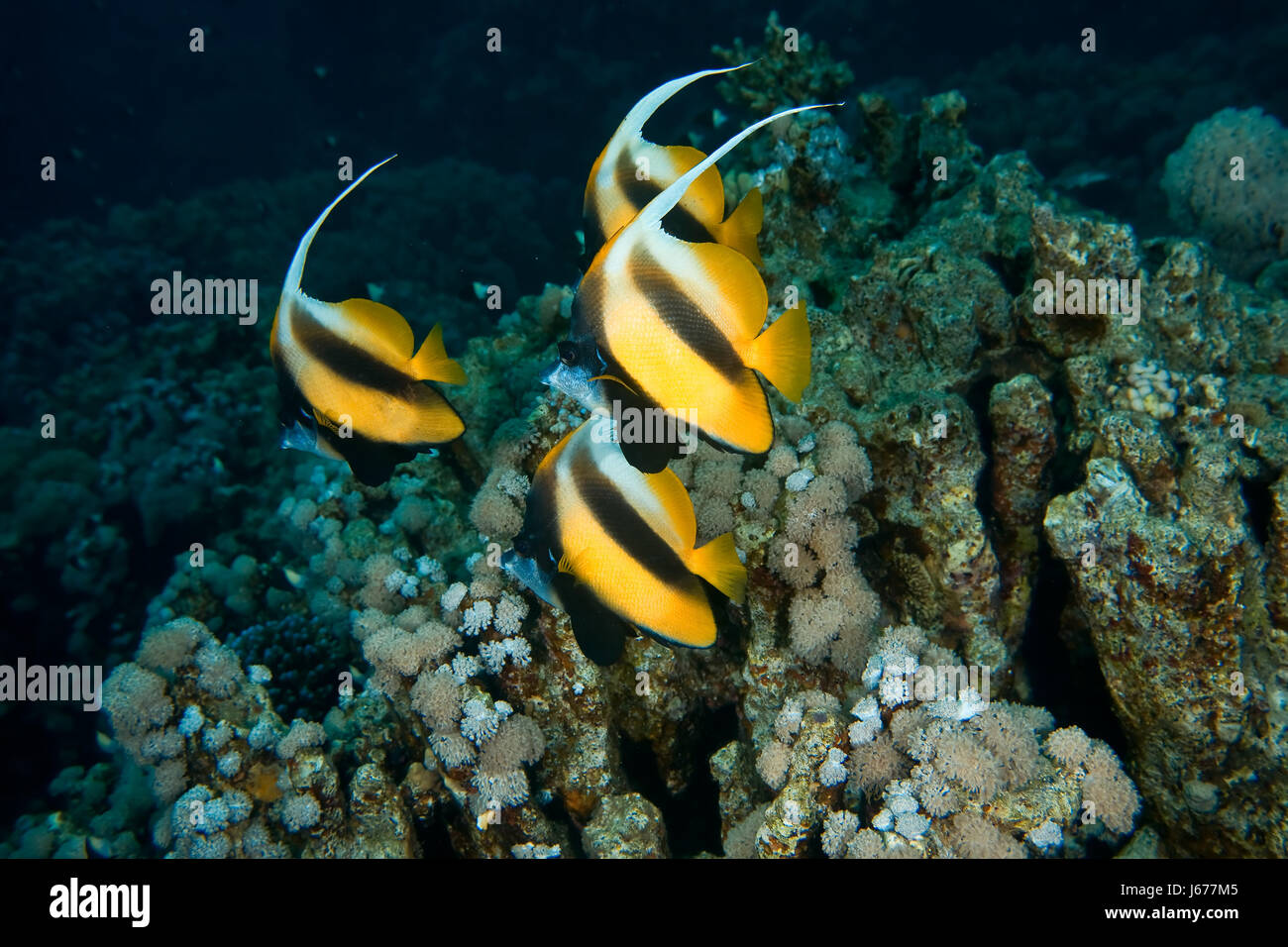 underwater tropical colorful salt water sea ocean water blue beautiful ...