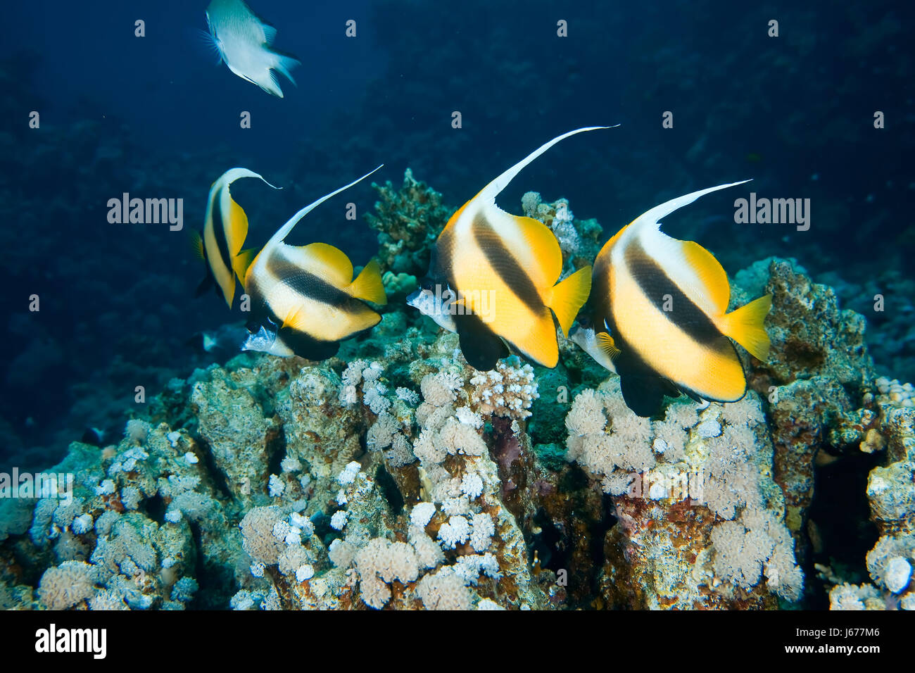 underwater tropical colorful salt water sea ocean water blue beautiful ...