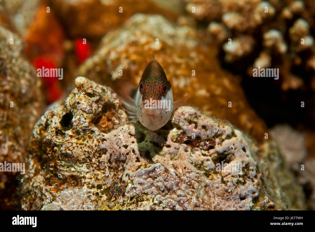 blue animal underwater tropical salt water sea ocean water nature blue ...