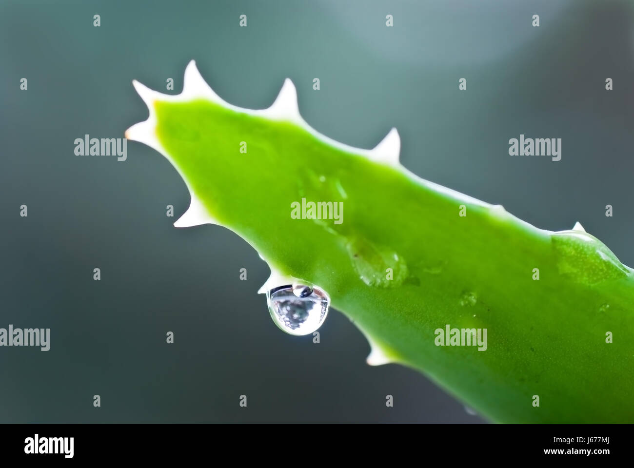 raindrop grow medicinal plant drop drip drops seeping sopping drips ...