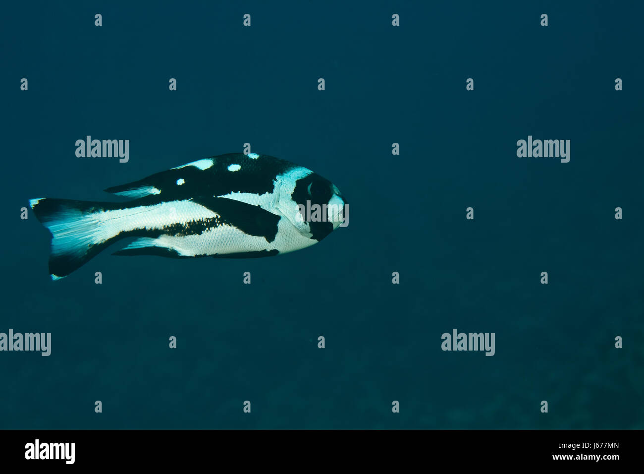 blue animal underwater tropical salt water sea ocean water nature blue ...