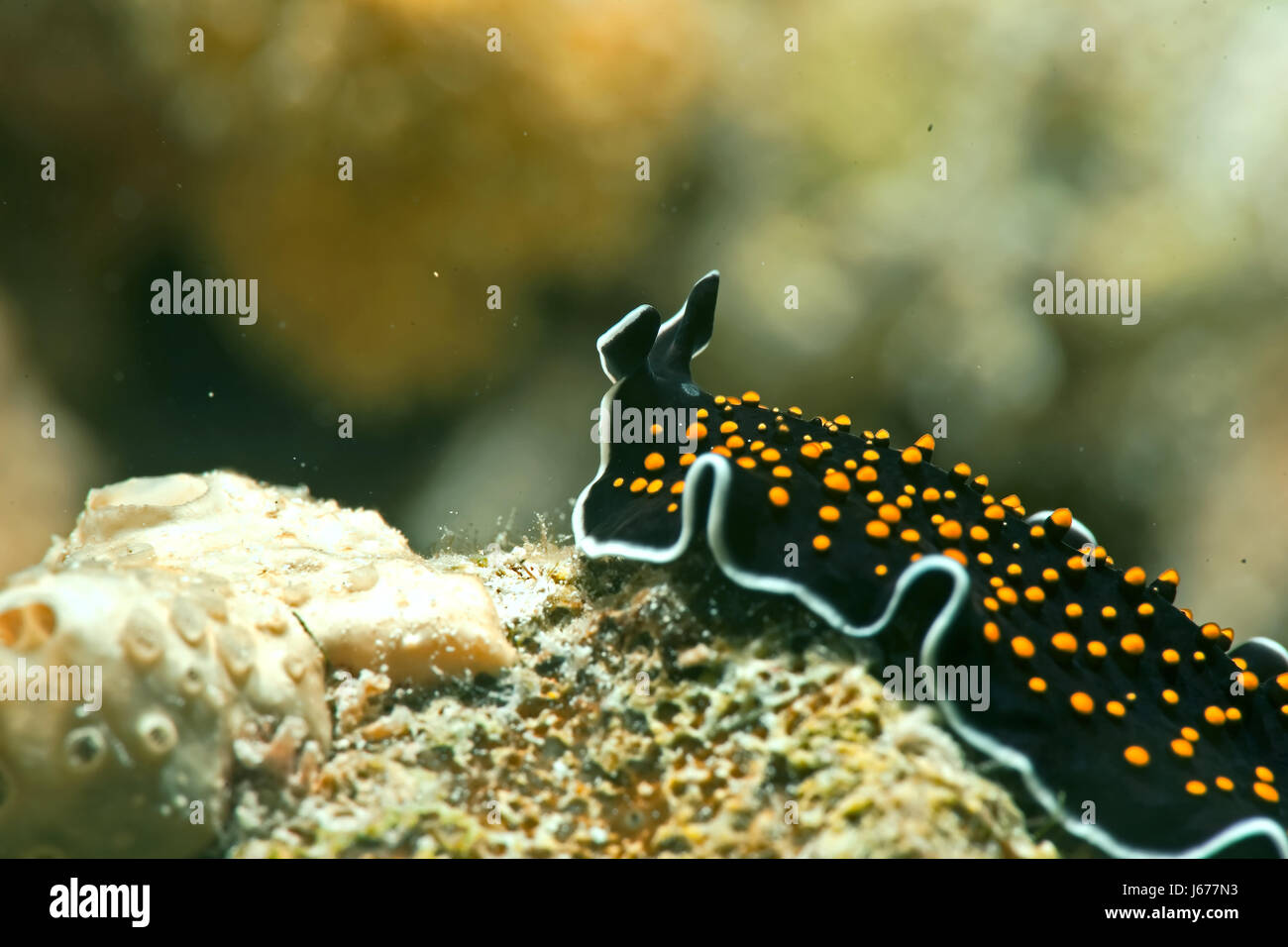 blue animal underwater tropical salt water sea ocean water flatworm ...