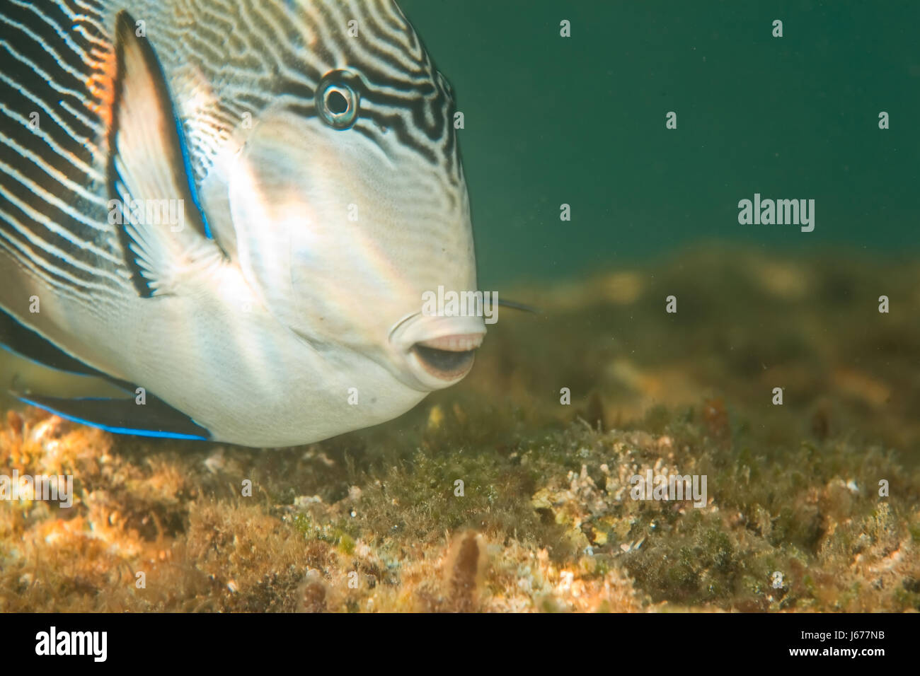 liquid animal fish underwater tropical salt water sea ocean water fluid ...