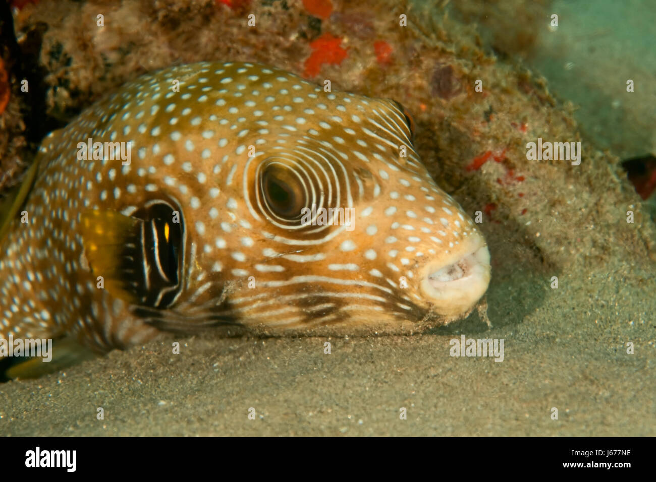 liquid animal fish underwater tropical salt water sea ocean water fluid ...