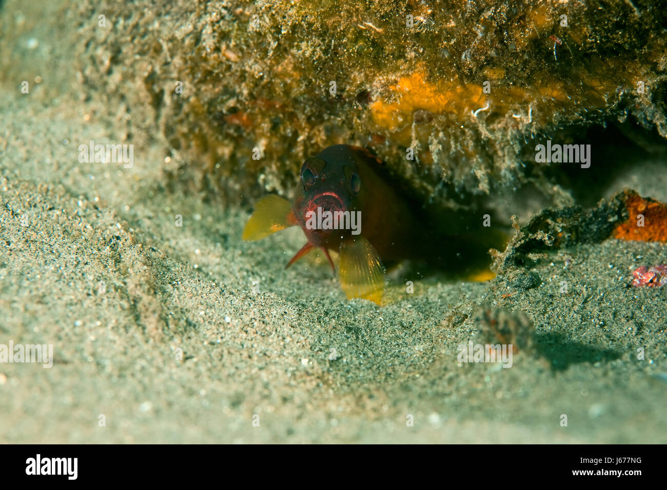 liquid animal fish underwater tropical salt water sea ocean water fluid ...