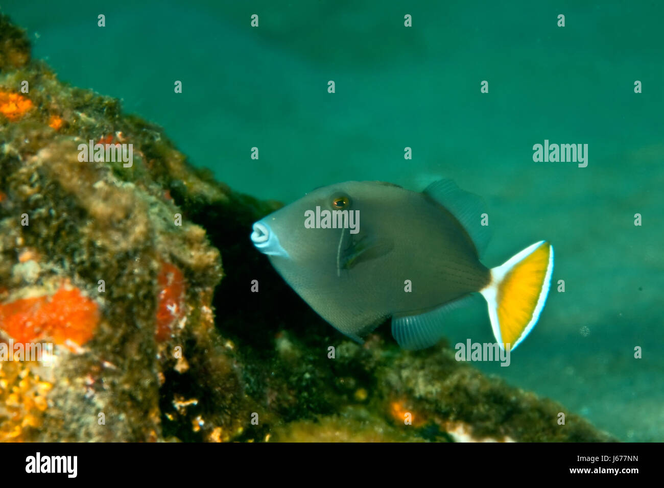 liquid animal fish underwater tropical salt water sea ocean water fluid ...