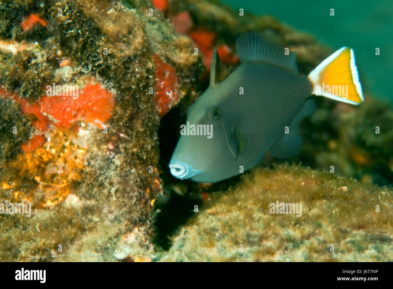 liquid animal fish underwater tropical salt water sea ocean water fluid ...