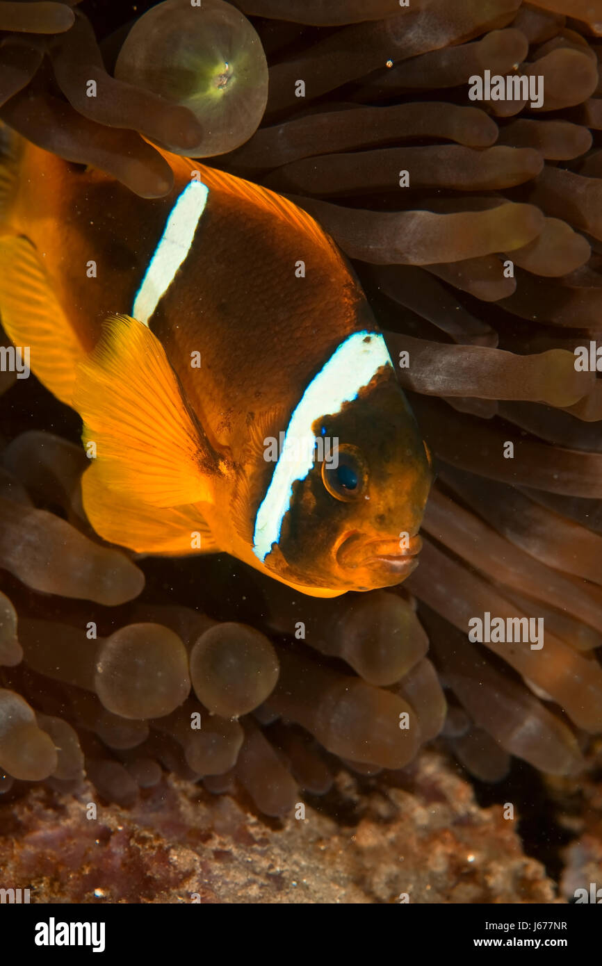 liquid underwater tropical nemo anemone fluid water blue beautiful ...