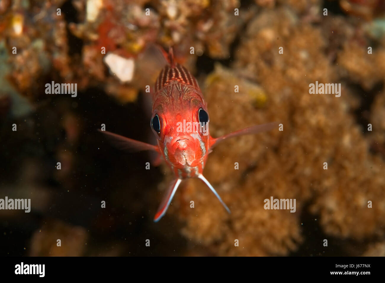 liquid animal fish underwater tropical salt water sea ocean water fluid ...