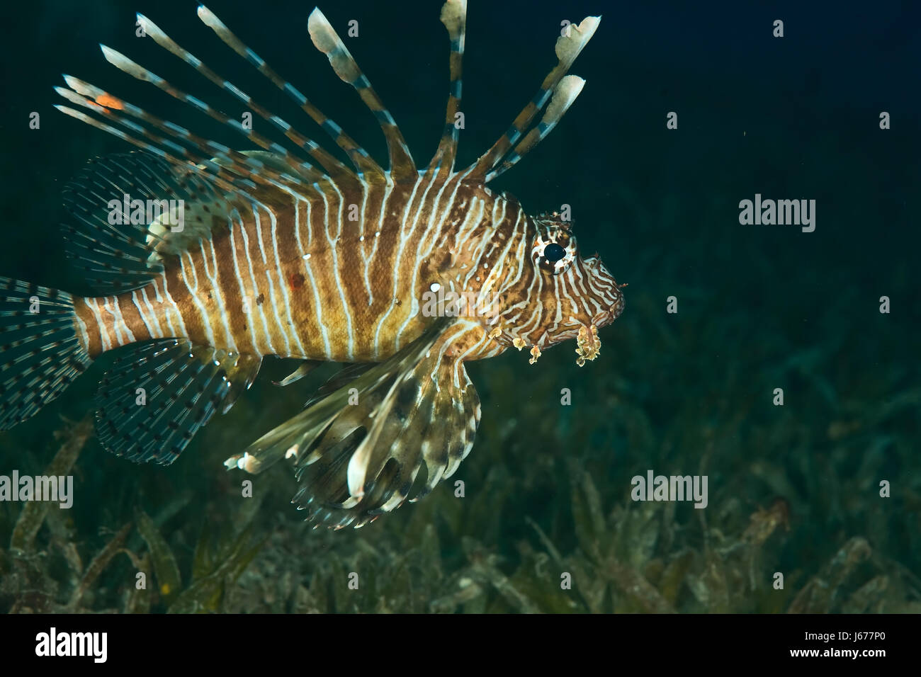 liquid animal fish underwater tropical salt water sea ocean water fluid ...