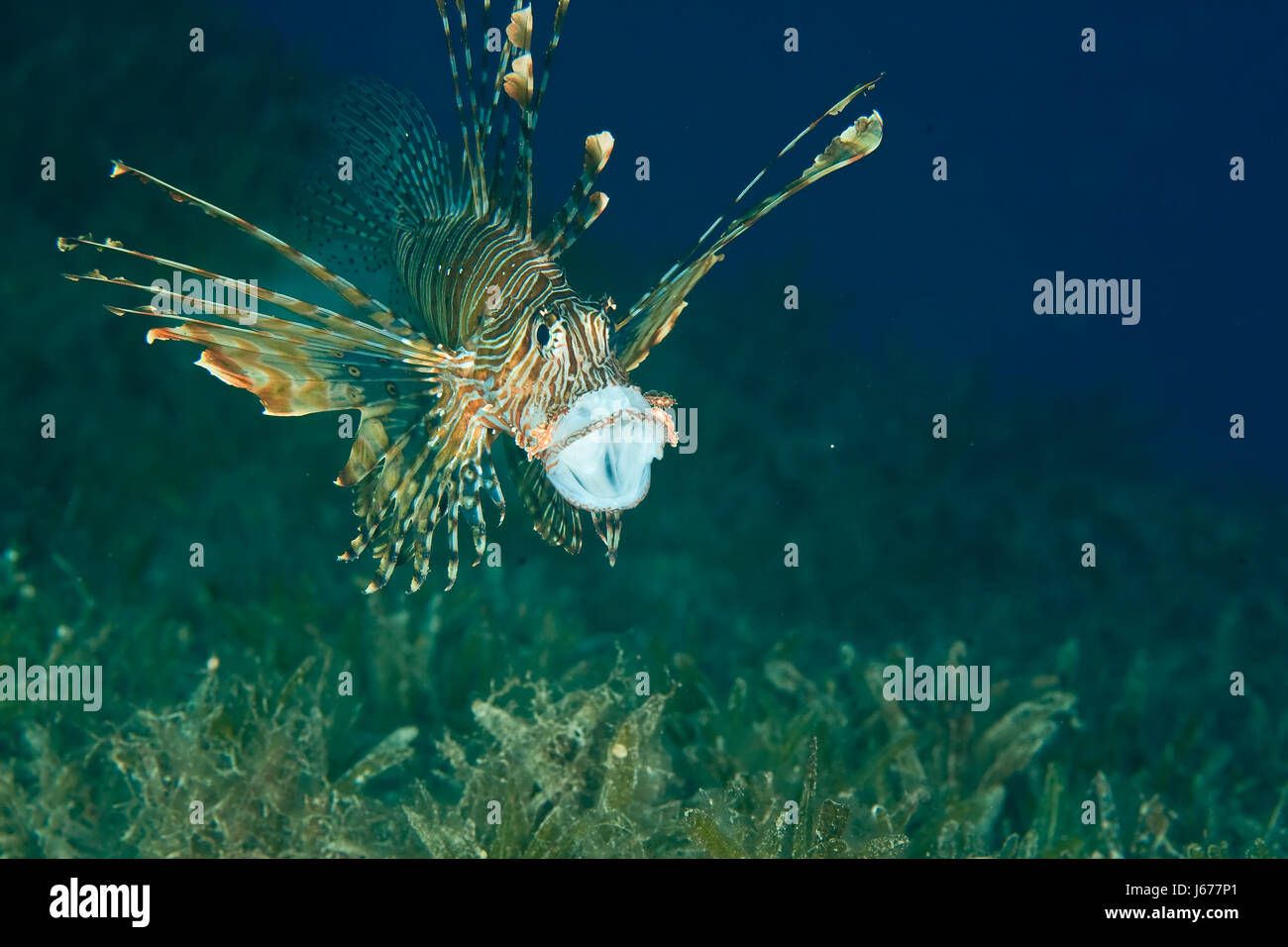 liquid animal fish underwater tropical salt water sea ocean water fluid ...