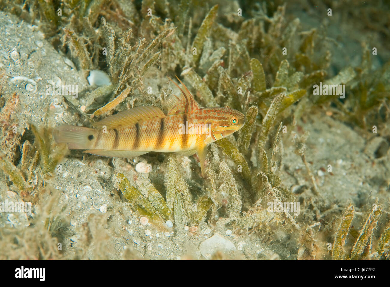 liquid animal fish underwater tropical salt water sea ocean water fluid ...