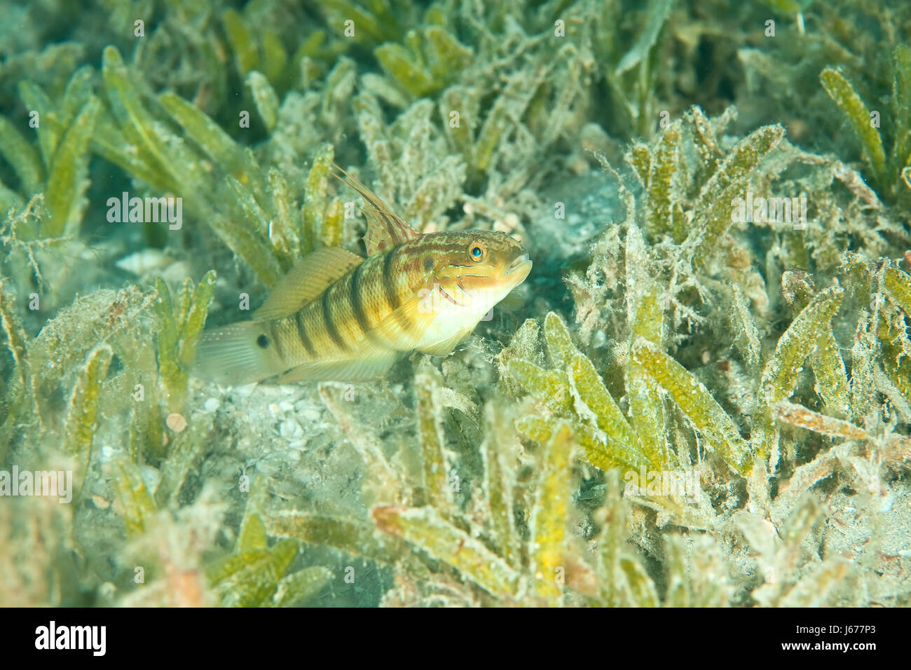 liquid animal fish underwater tropical salt water sea ocean water fluid ...