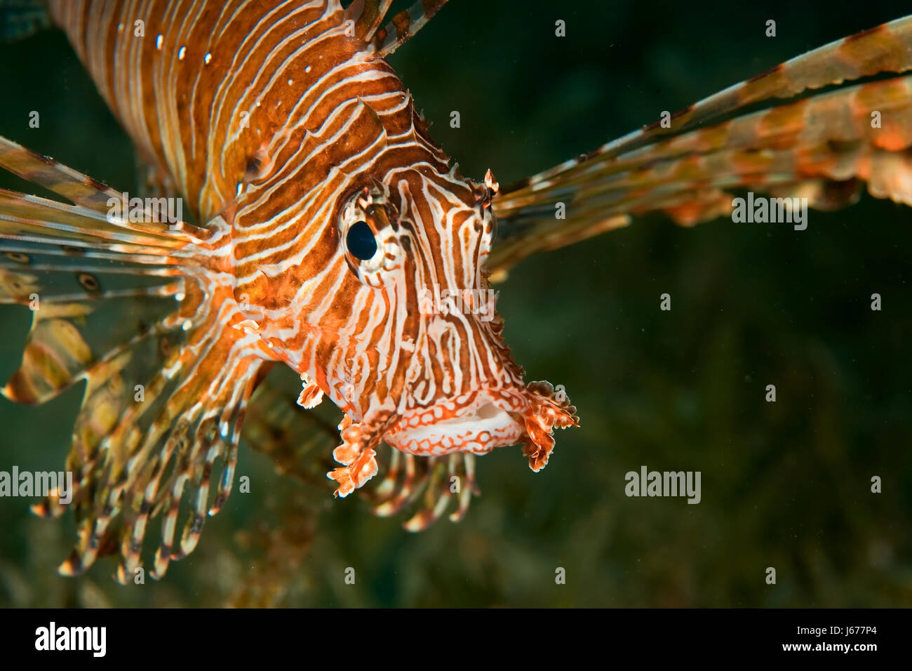 liquid animal fish underwater tropical salt water sea ocean water fluid ...