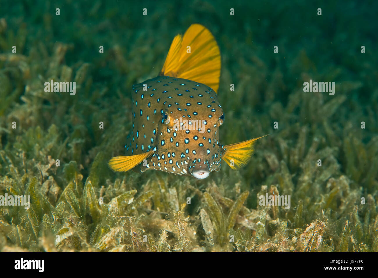 liquid animal fish underwater tropical salt water sea ocean water fluid ...