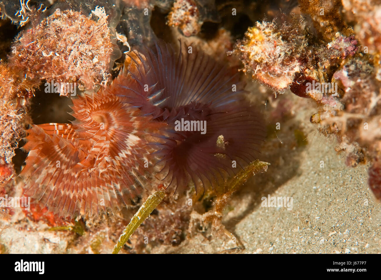 liquid animal underwater tropical salt water sea ocean water fluid worm ...