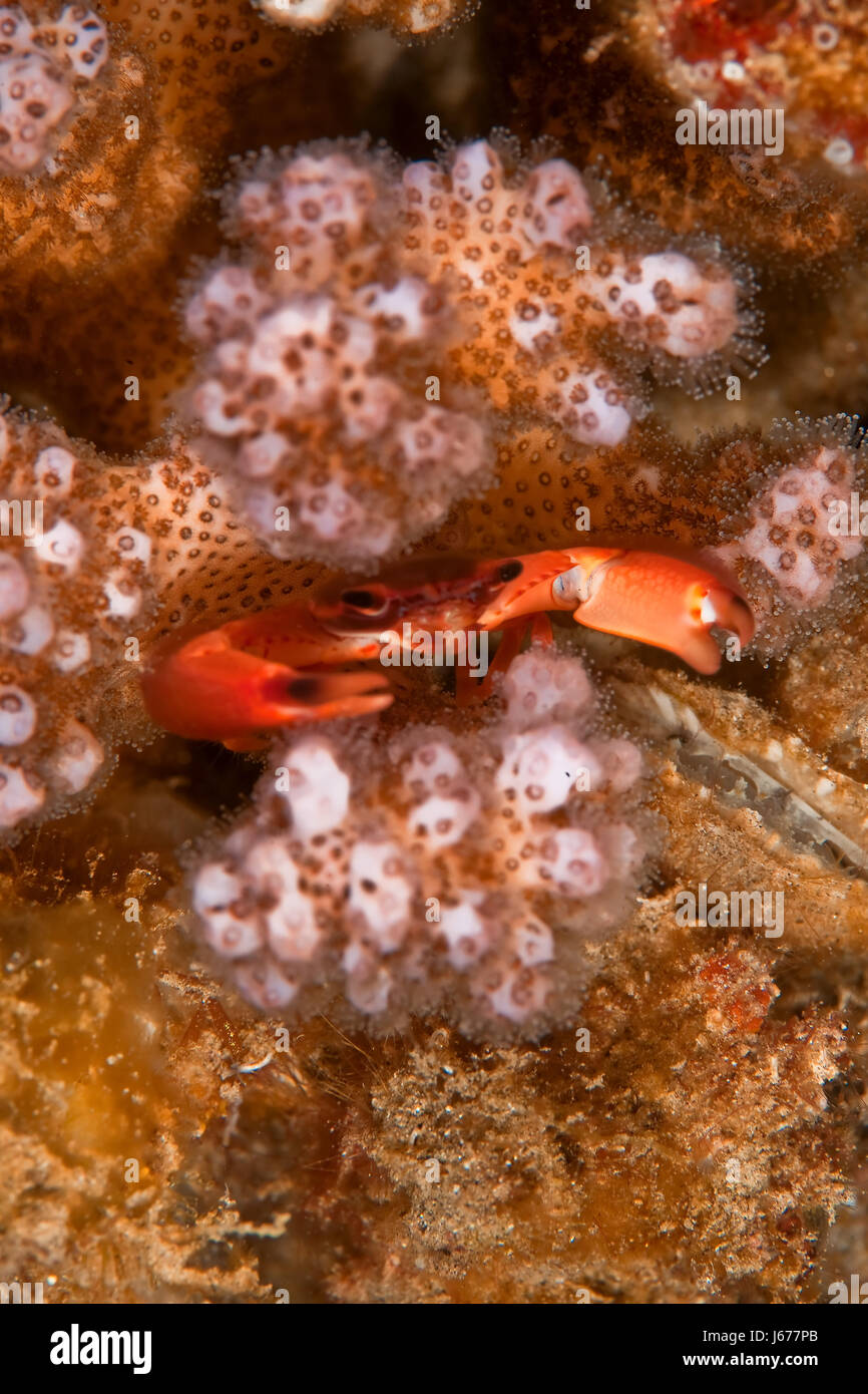 liquid animal fish underwater crab tropical salt water sea ocean water ...