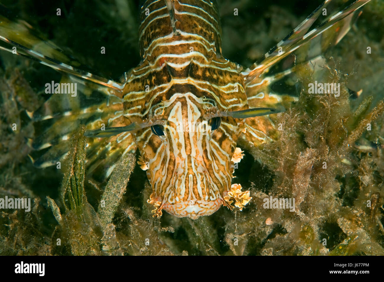 liquid animal fish underwater tropical salt water sea ocean water fluid ...