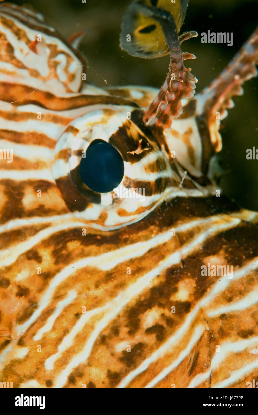 liquid animal fish underwater tropical salt water sea ocean water fluid ...