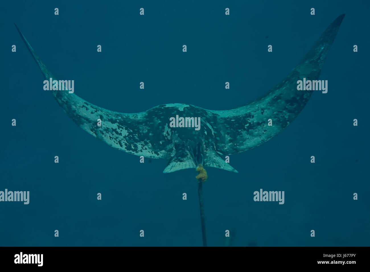 liquid animal fish underwater ray tropical salt water sea ocean water ...