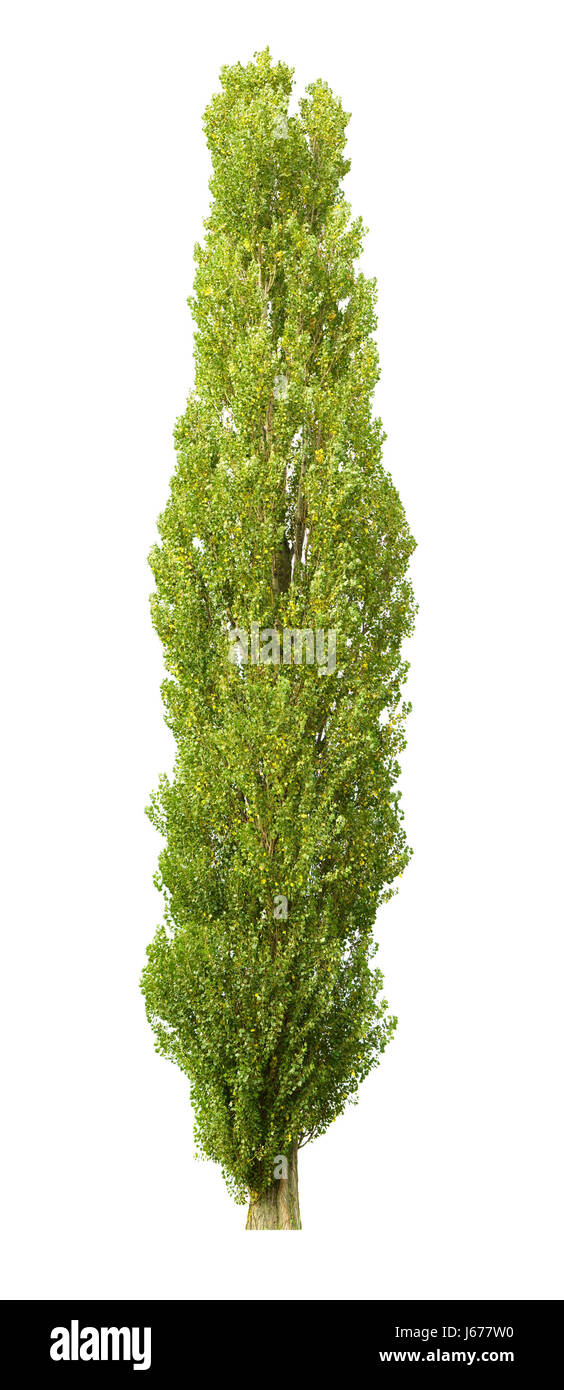 isolated tree long lawn green white tall high nature leaf tree trees ...