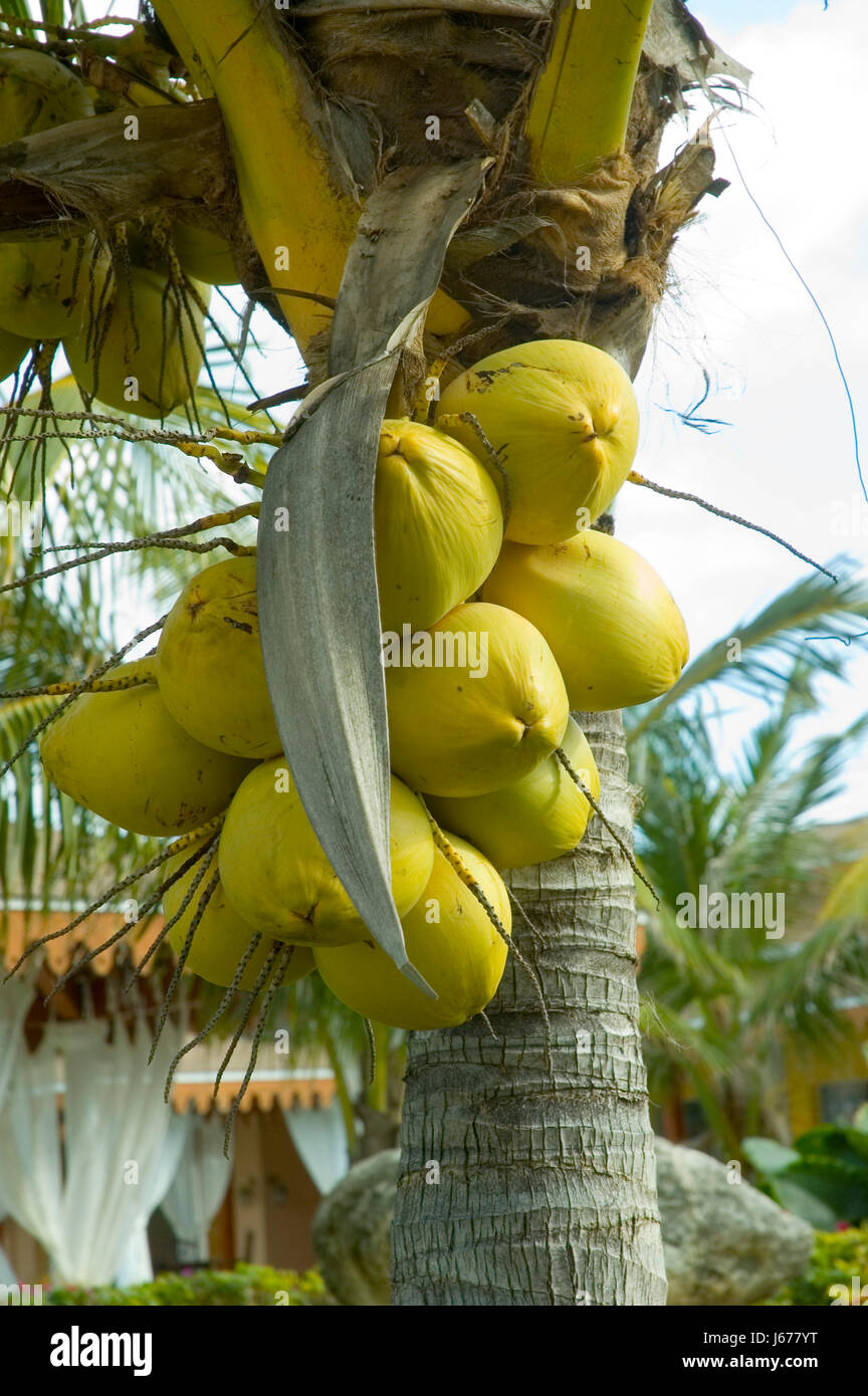 coconut food aliment leaf tree green round about flora summer summerly ...