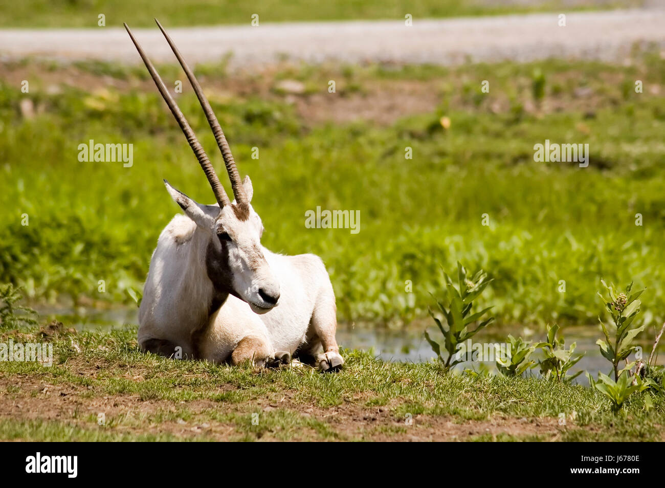 gazelle animal mammal fauna wild zoo fur safari vegetation gazelle ...