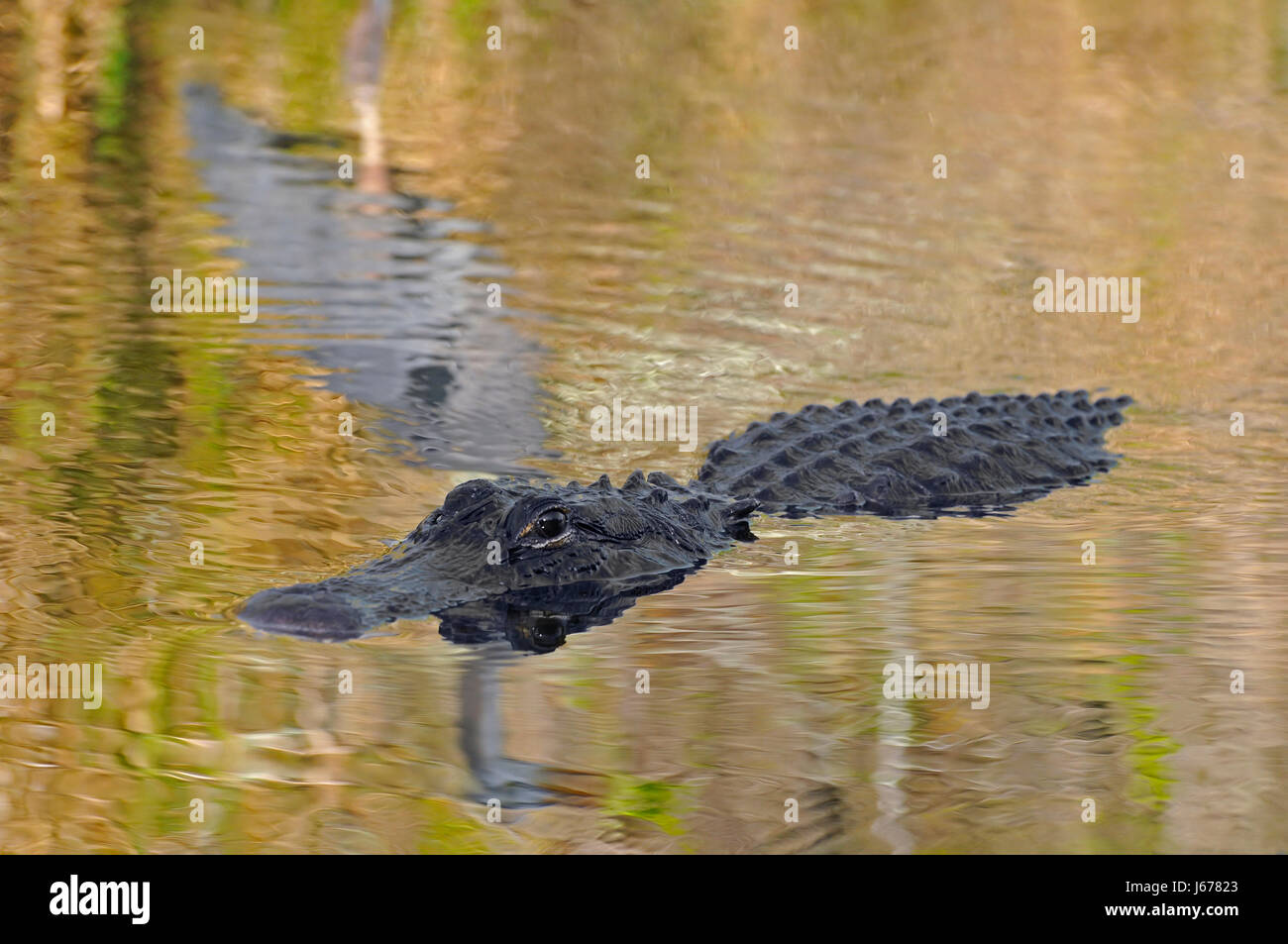 danger swamp crocodile alligator lurk lurking danger reptile swamp ...
