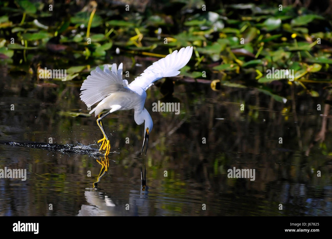 bird birds angle fish hunt waterfowls waterfowl hounding fishing bird ...