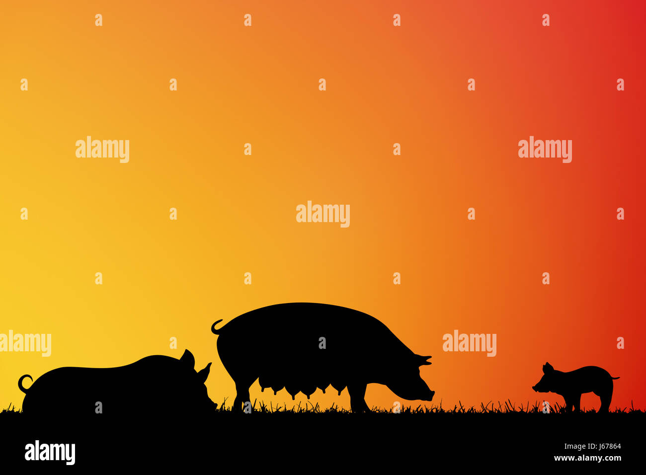 bucolic peaceful silhouette idyllic shear-cut idyll group pig profile ...