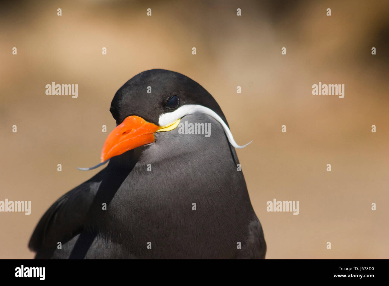 bird birds swallow sea swallow ornithology bird coloured colourful ...