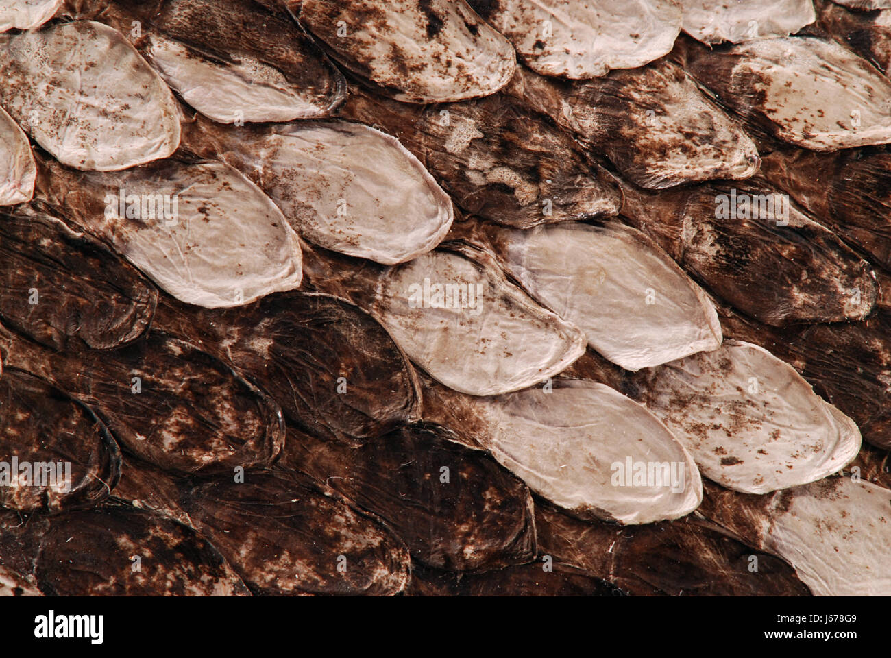 Skin snake rattlesnake texture hi-res stock photography and images - Alamy