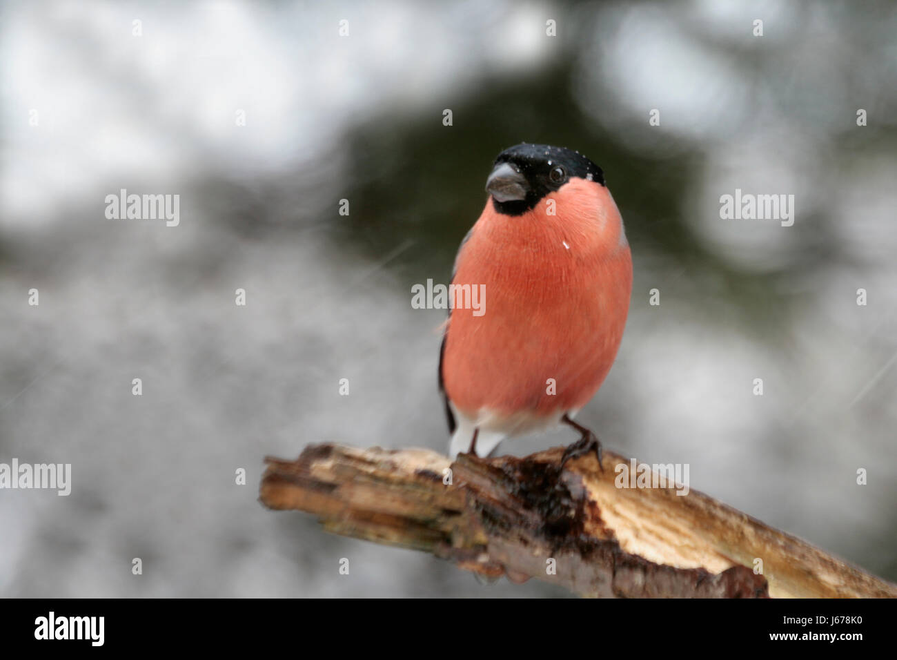 gimpel in winter Stock Photo - Alamy