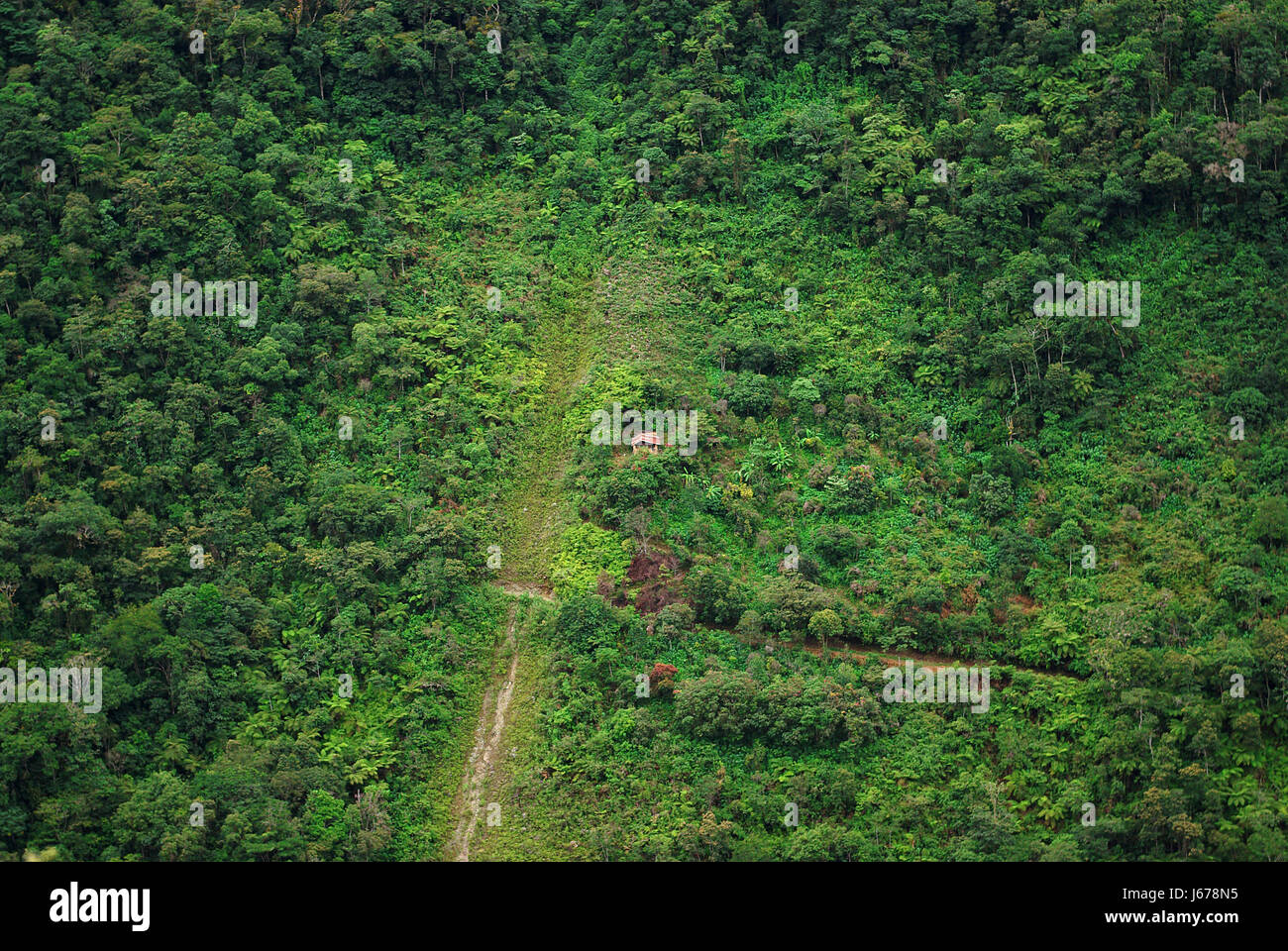 virgin forest south america andes bolivia rainforest rain forest lodge ...