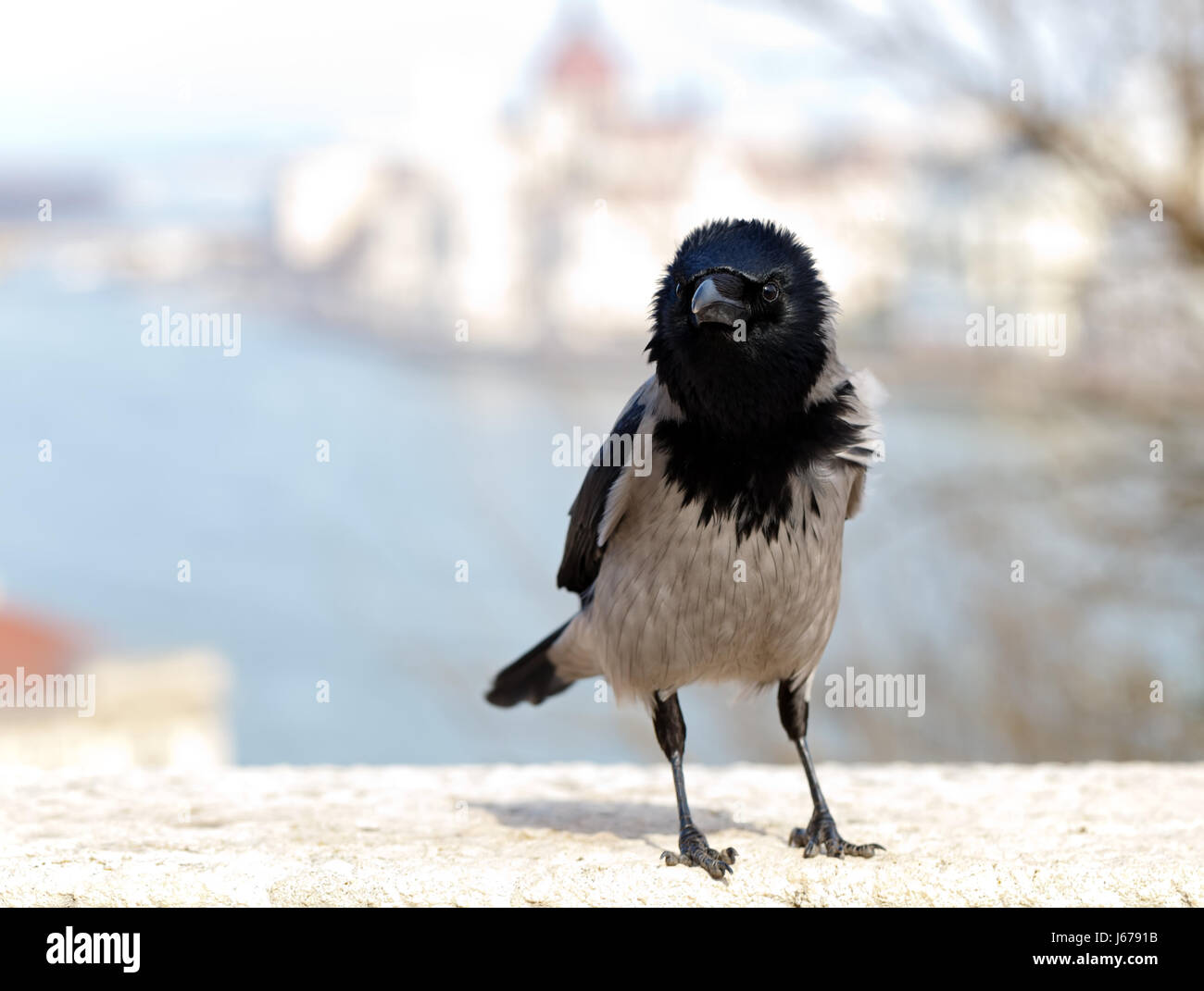 Crow Head Stock Photos & Crow Head Stock Images - Alamy
