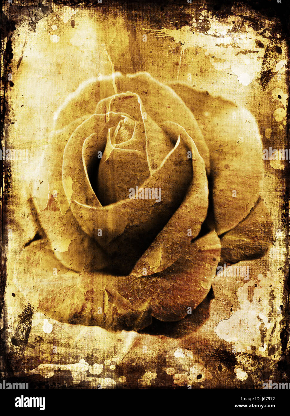 flower plant rose illustration petal dirty abstract stained romance ...