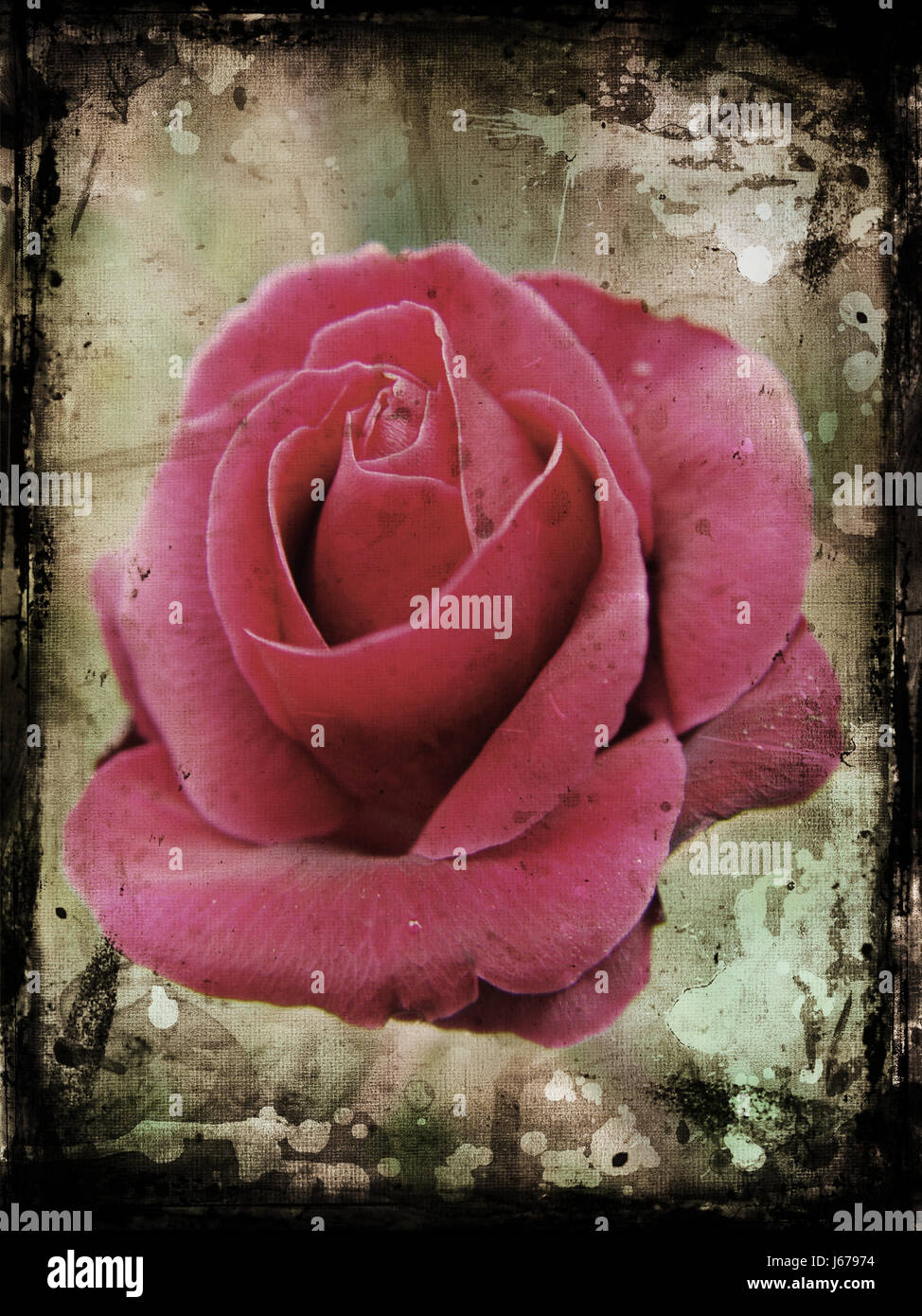 flower plant rose illustration petal dirty abstract stained romance ...