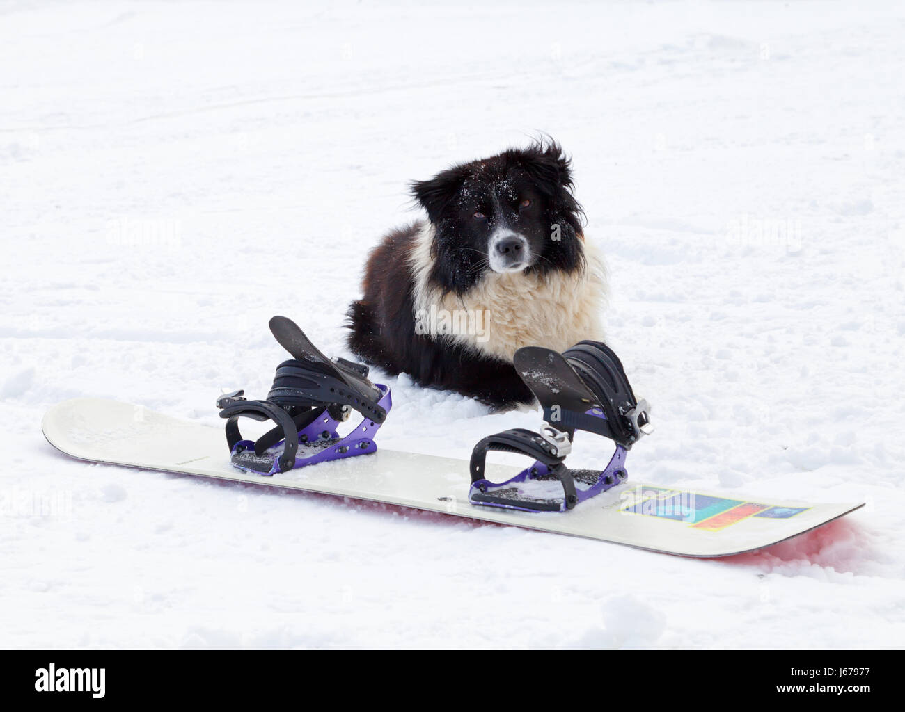 Photo of a dog sitting behind a snowboard Stock Photo - Alamy