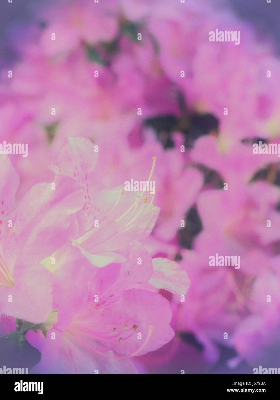 Azalea gardening hi-res stock photography and images - Alamy