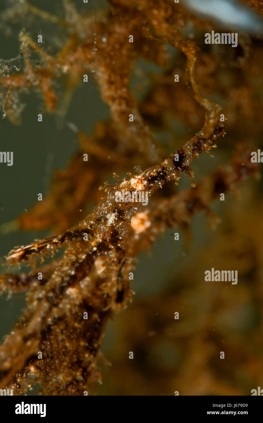 diving blue macro close-up macro admission close up view fish small ...