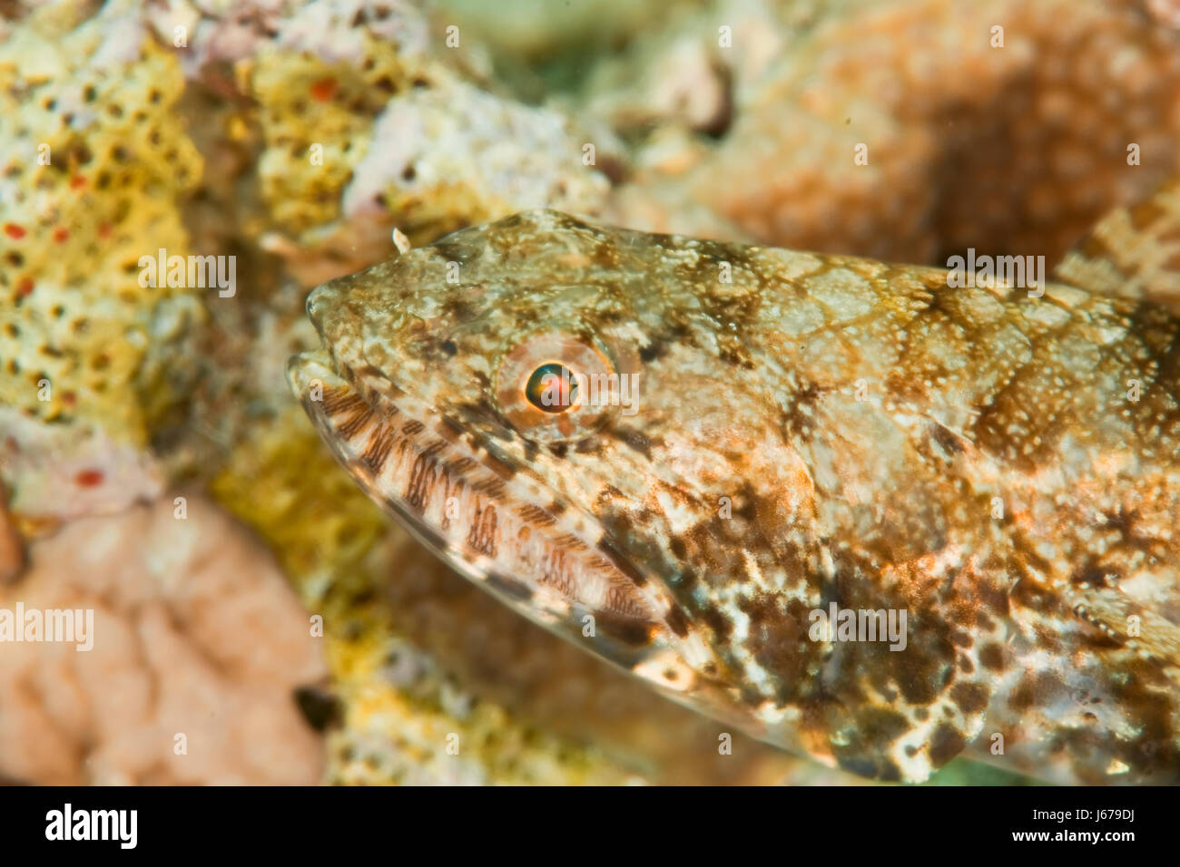 blue fish underwater egypt tropical navy marine coral blue macro close ...