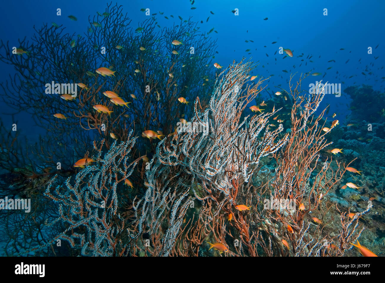 beam fish black swarthy jetblack deep black colony dive colorful ...