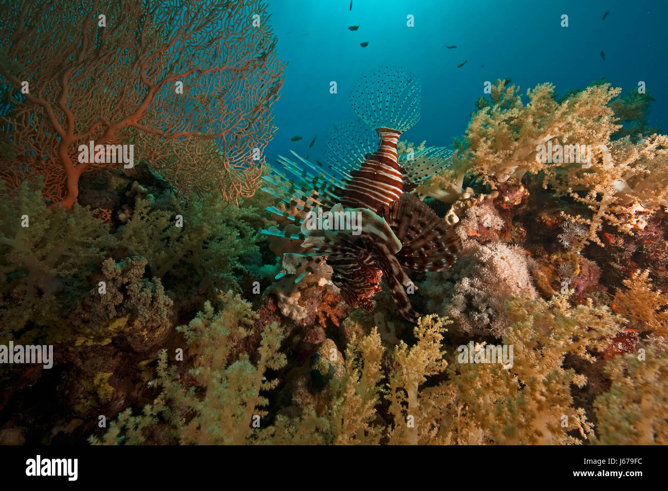 beam fish black swarthy jetblack deep black colony dive colorful ...