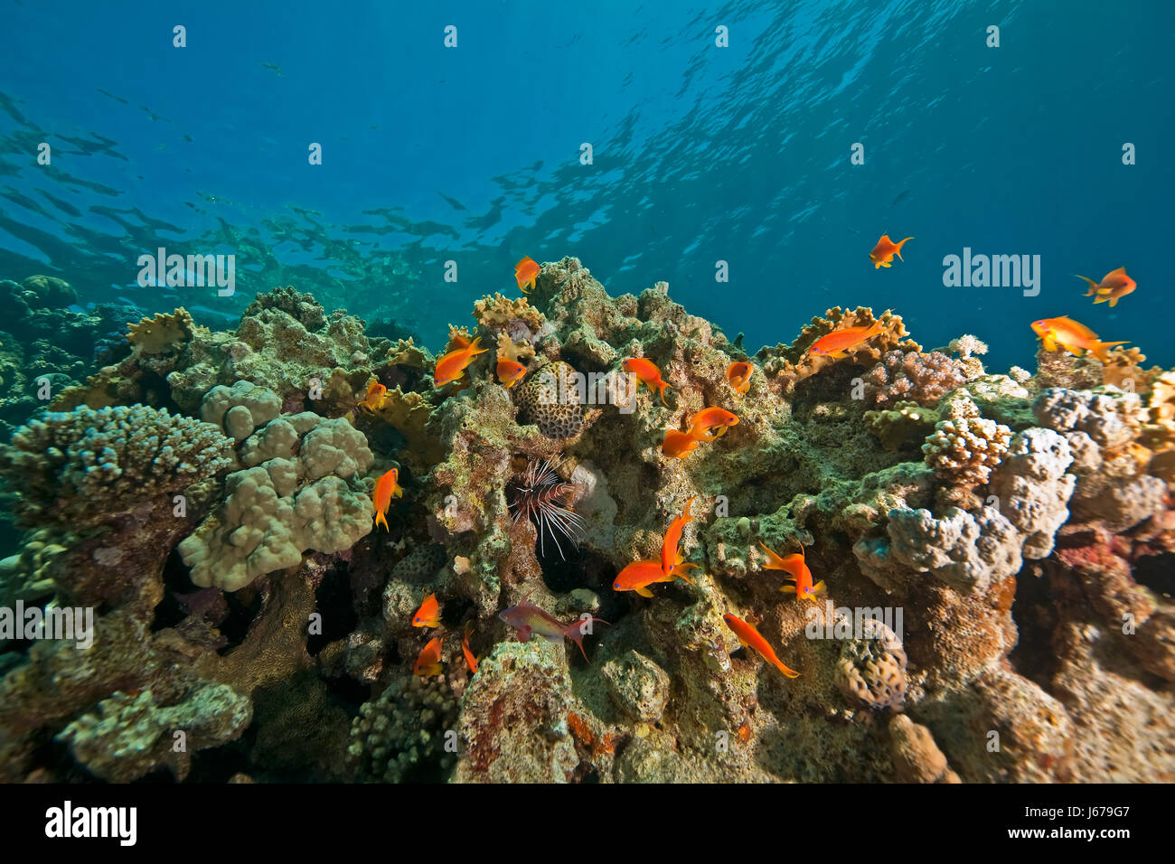 sunlight underwater tropical reef shine shines bright lucent light ...