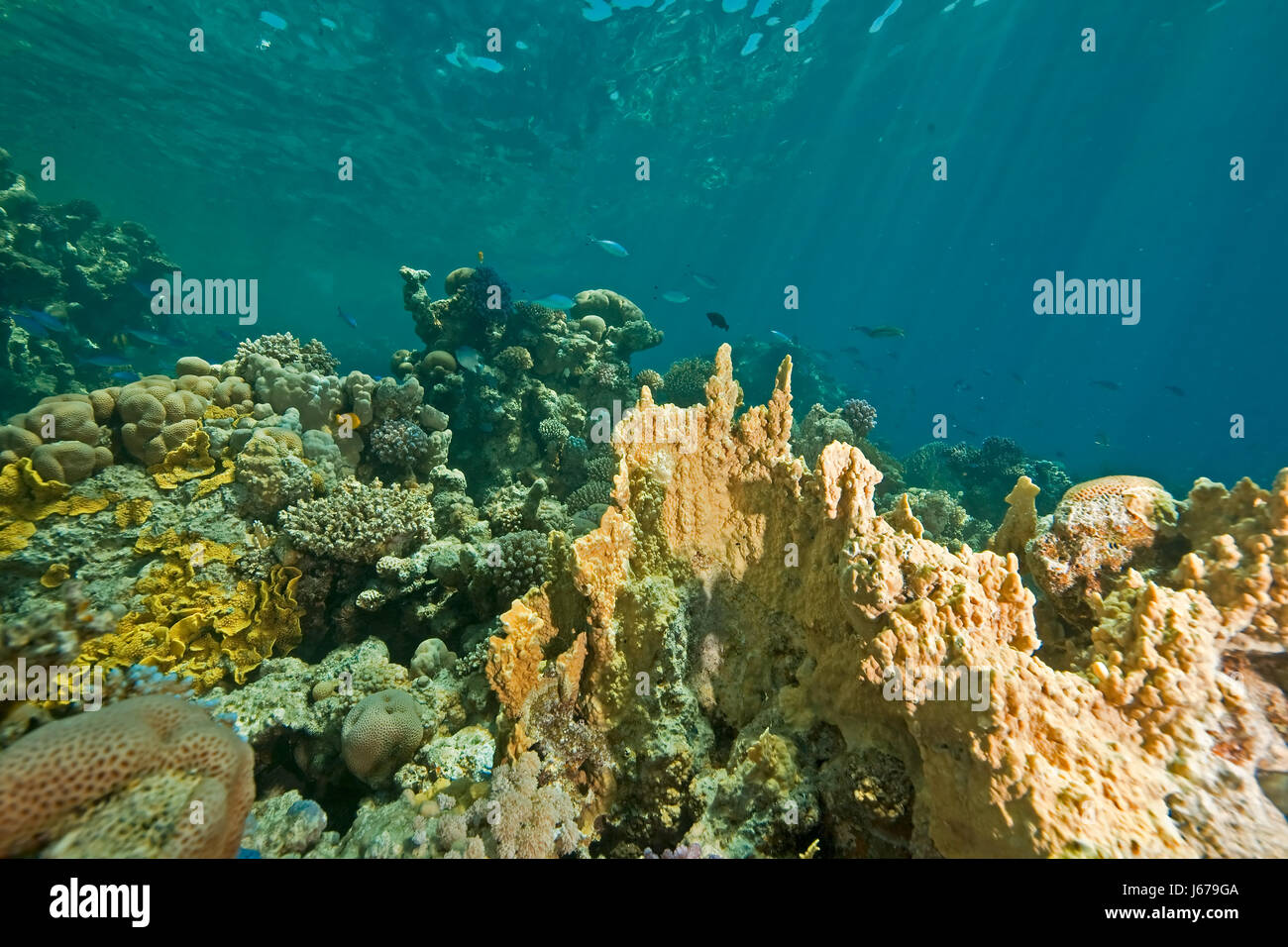sunlight underwater tropical reef shine shines bright lucent light ...