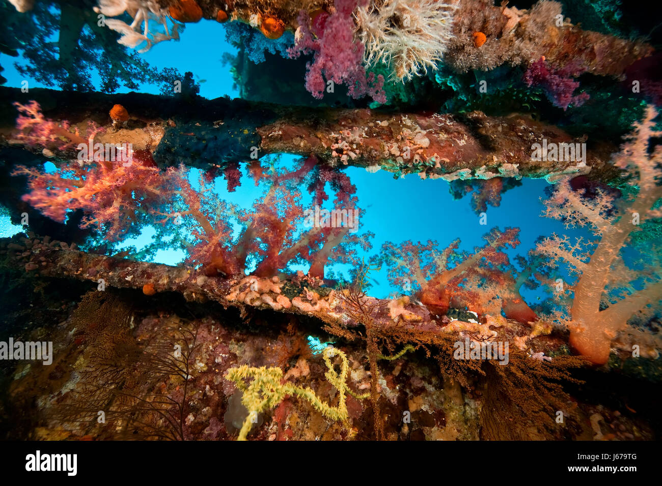 sunlight underwater tropical reef shine shines bright lucent light ...