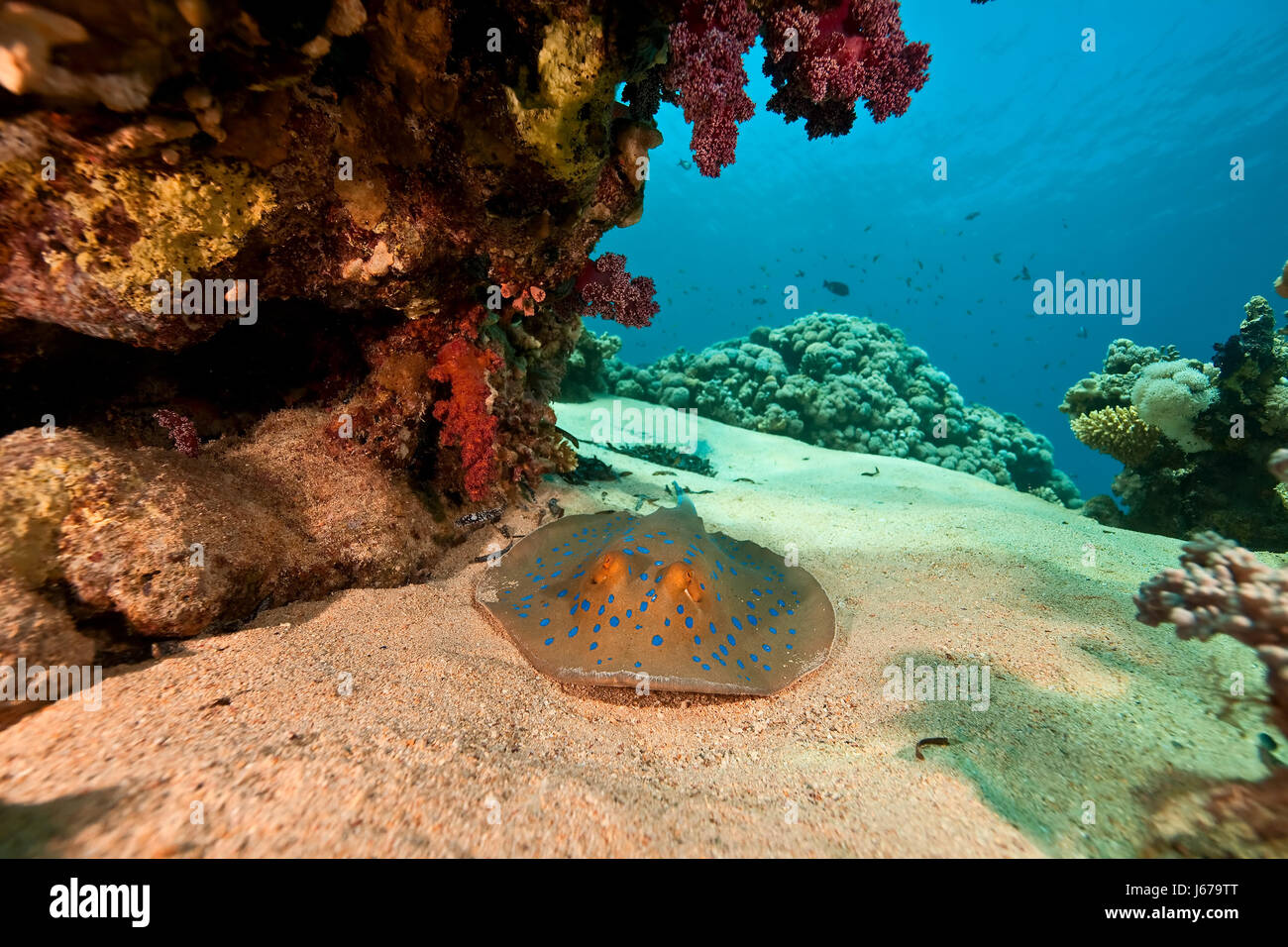 sunlight underwater tropical stingray white shine shines bright lucent ...