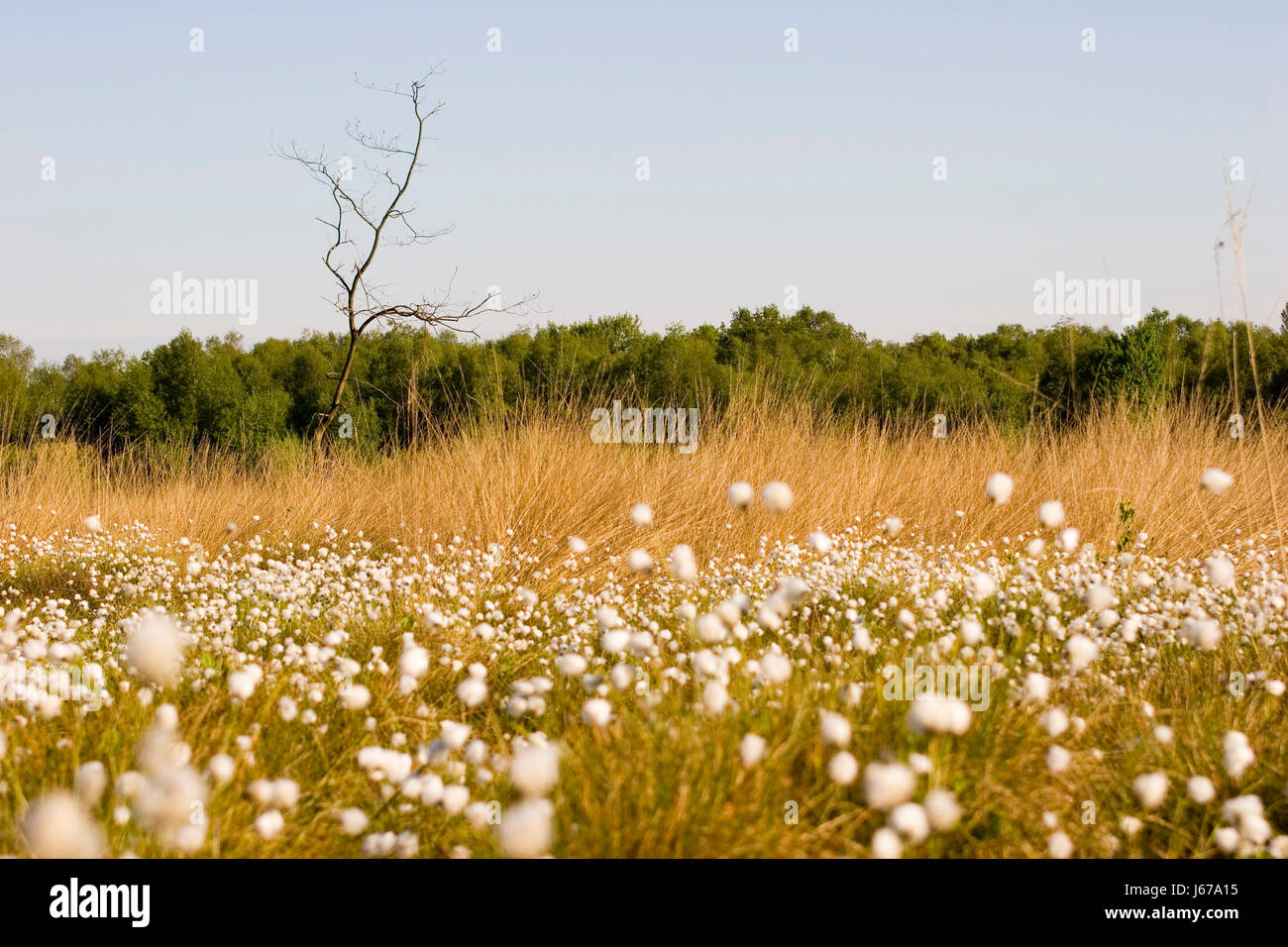 fen May june blank european caucasian grasses fen May june meadow grass ...
