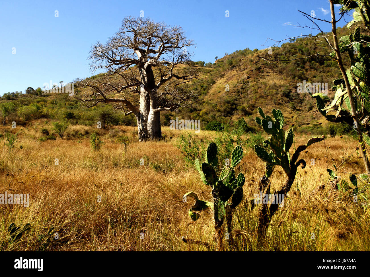 tree reservoir baobab blue big large enormous extreme powerful imposing ...