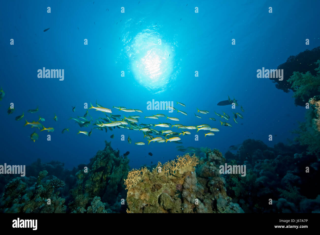 sunlight underwater tropical reef shine shines bright lucent light ...